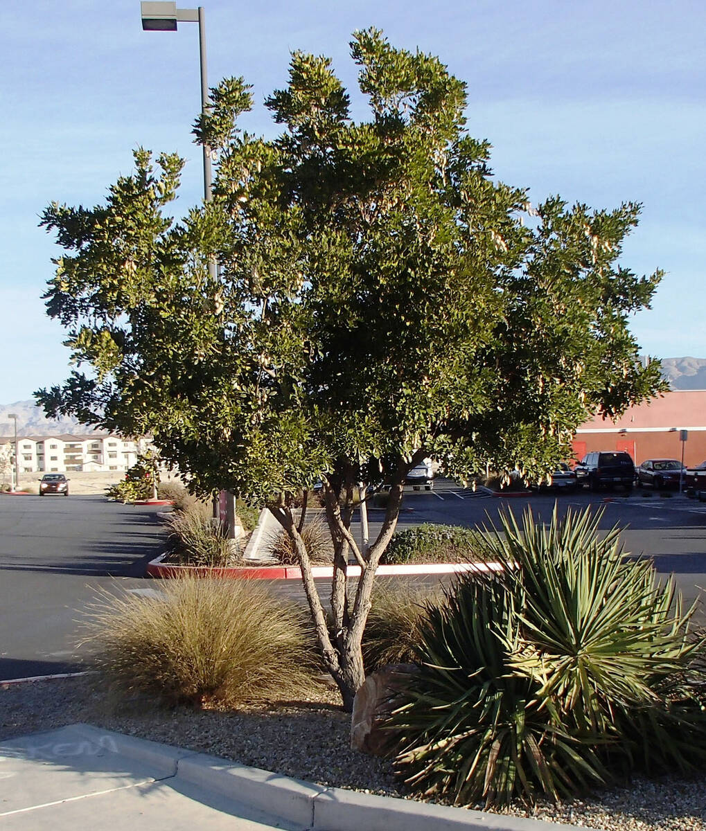 ‘Xeric’ plants, trees require less water | Boulder City Review