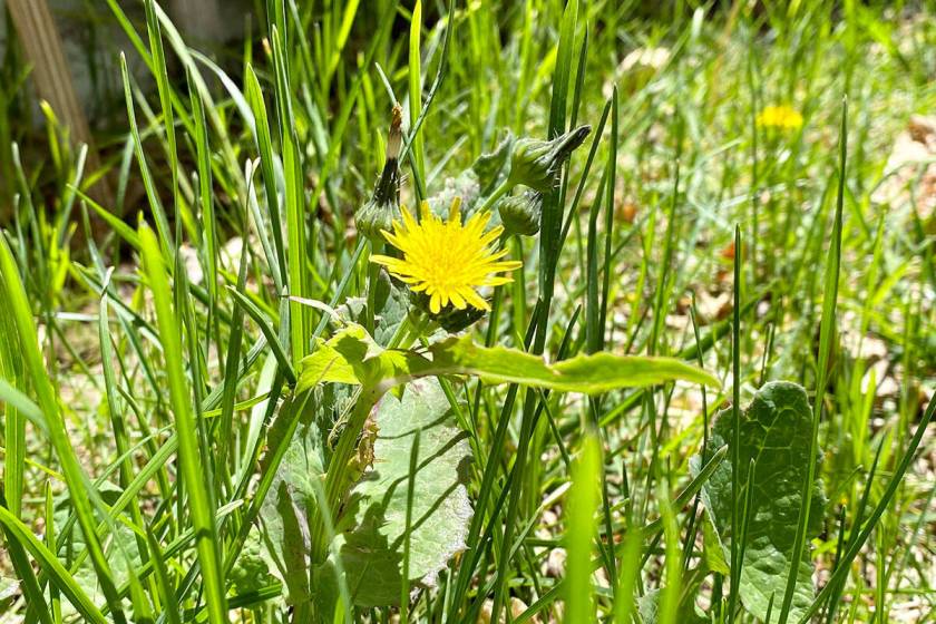 Rain brings proliferation of weeds, bugs and allergies | Boulder City ...