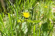Rain Brings Proliferation Of Weeds Bugs And Allergies Boulder City Rain Brings Proliferation Of Weeds Bugs And Allergies Boulder City